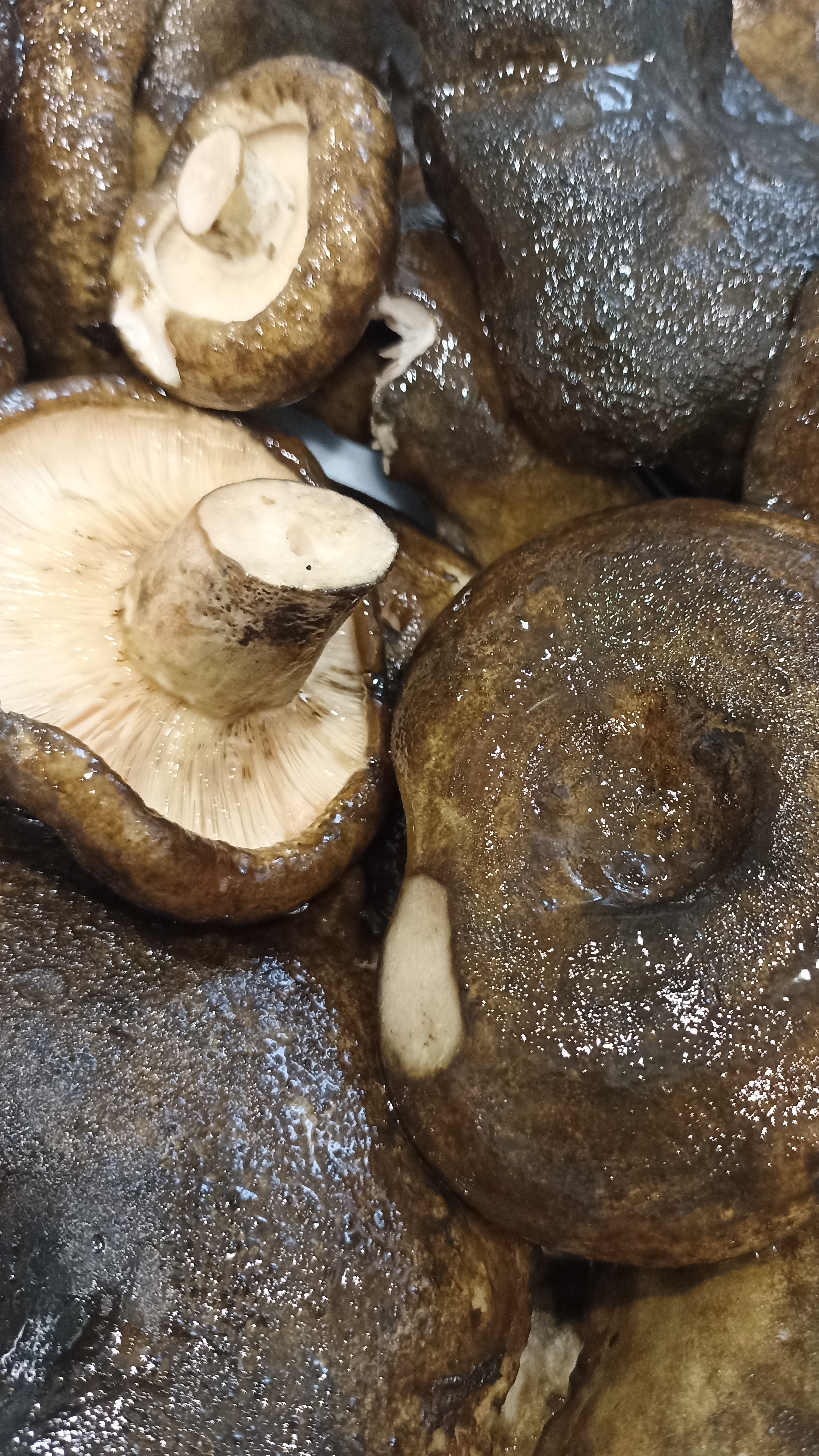 Чёрный груздь. Чернушка. Грибы