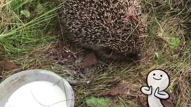 Страшный УР: Про ежей и молоко