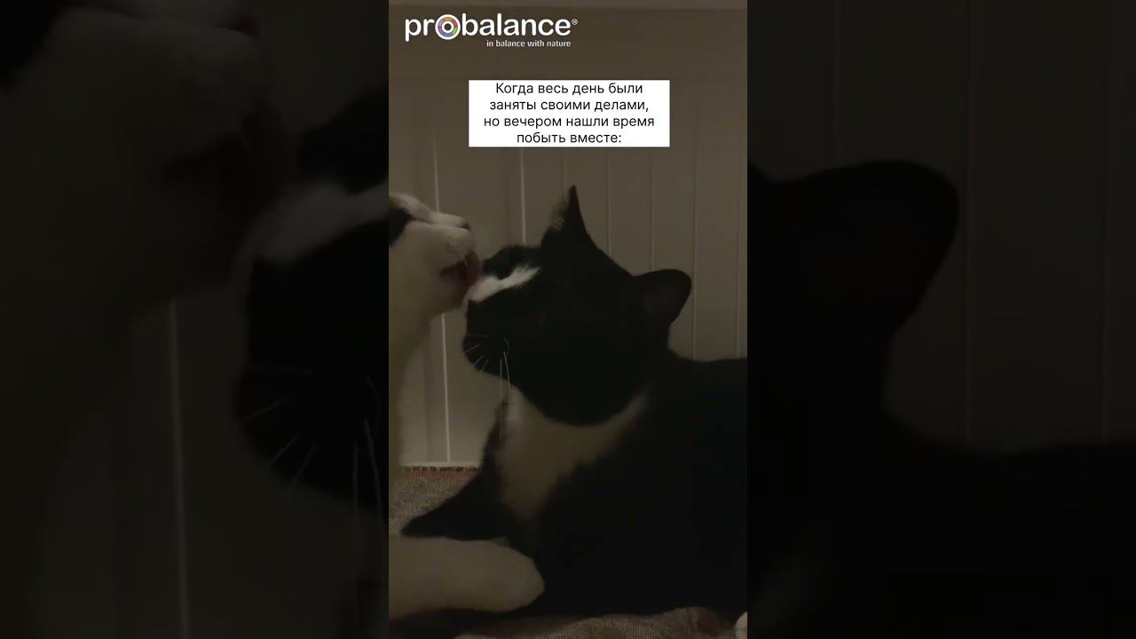 Котик vs. котик: вечная дружба  #котикитакиекотики  #шортс