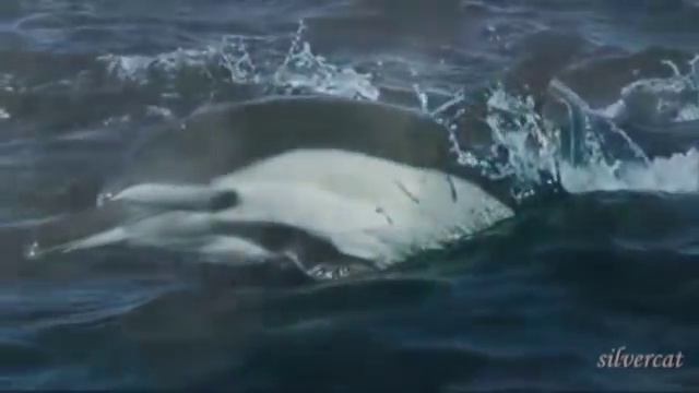 Secret Serviсe - Aux Deux Magots