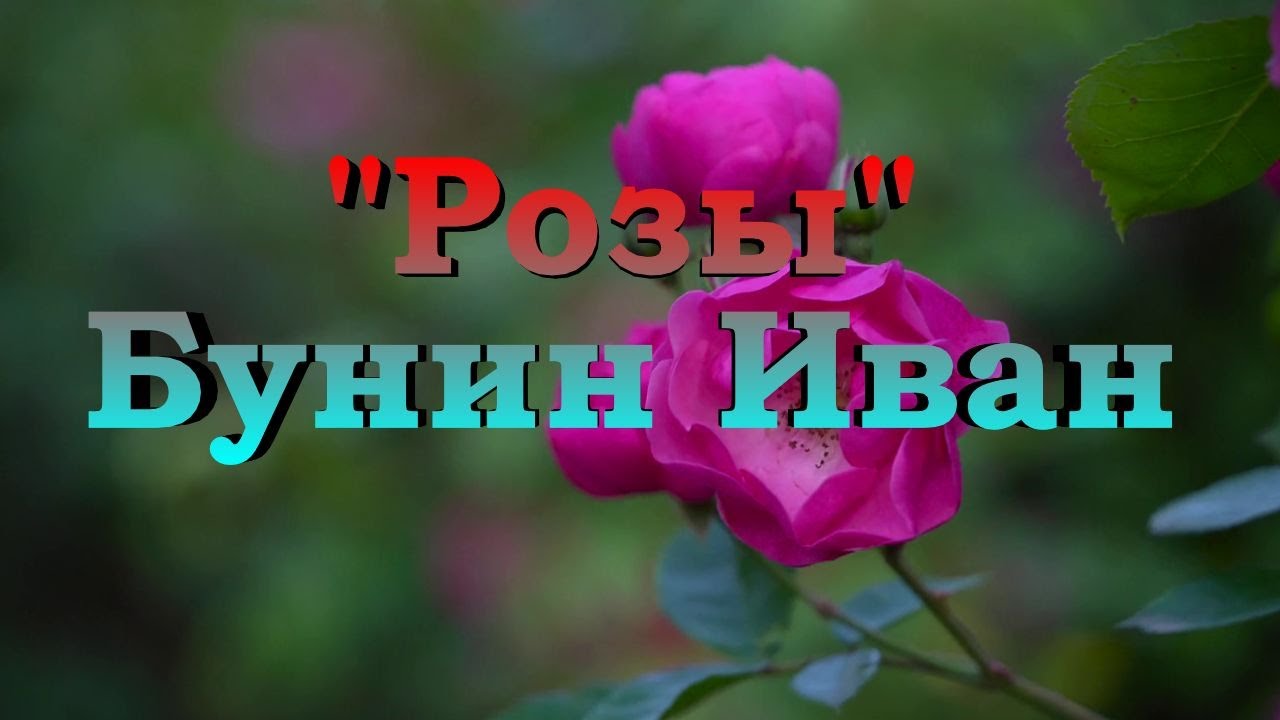 Стихотворение "Розы" Бунин Иван