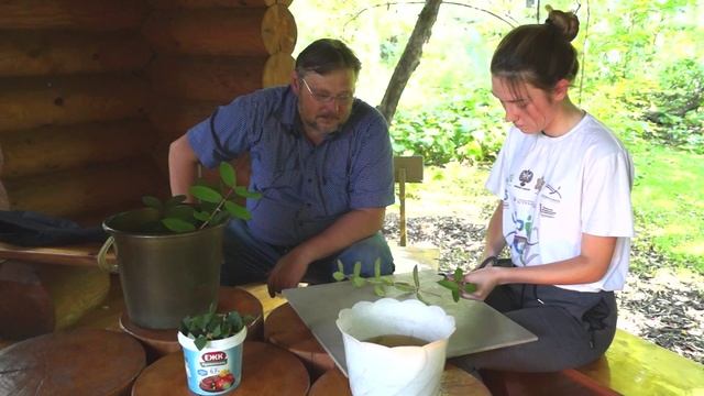 Черенкование жимолости