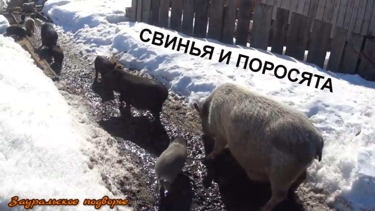 Куда направились свиньи Первая прогулка поросят Зауральское подворье