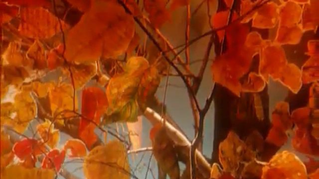 Времена года Вивальди