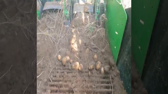 Как собрать картофель 1,5 га в час, бункер 6000 кг, картофелеуборочный комбайн Колнаг.mp4