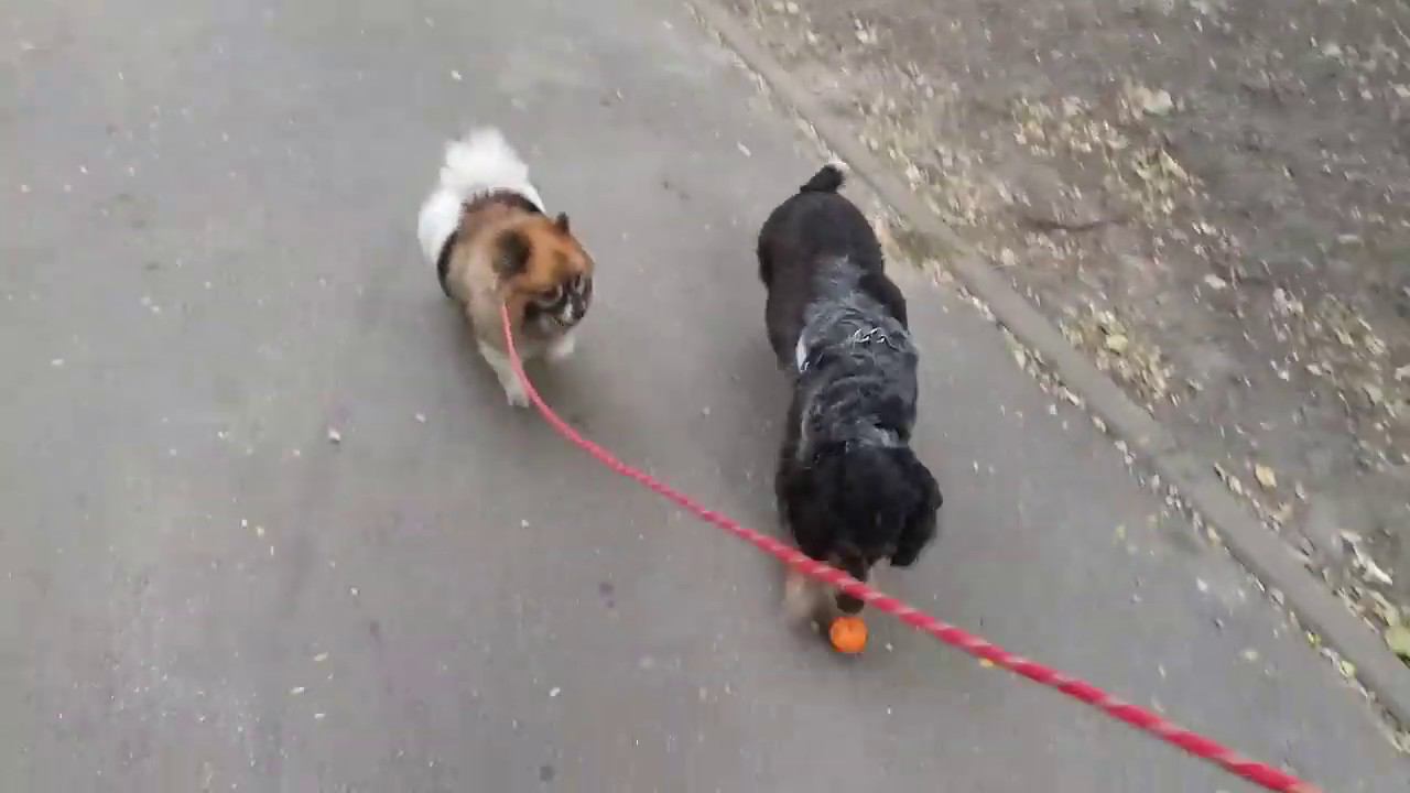 Прогулка с двумя собаками 2. Шпиц Джоли и Русский Спаниель Марта