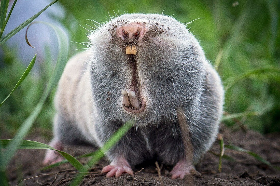 СЛЕПЫШ - редкие кадры! Что мы знаем? Интересные факты из жизни Слепыша Прикольные животные #13