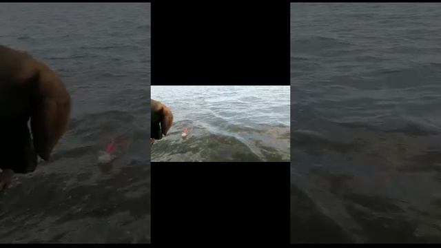 Ловля кунджи на воблер 90 мм (25 гр) от Mr. Musurok