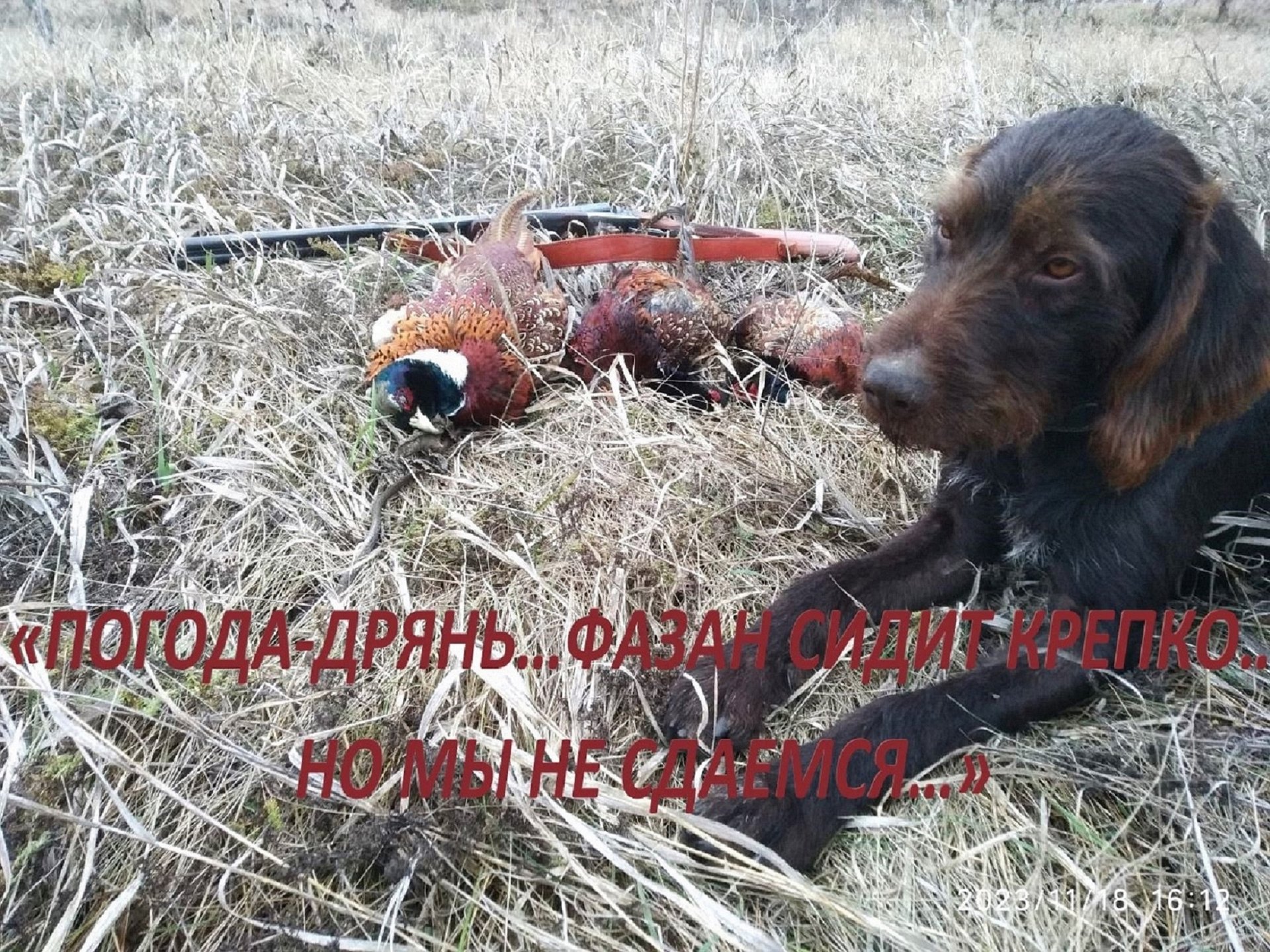 «ПОГОДА-ДРЯНЬ…ФАЗАН СИДИТ КРЕПКО…НО МЫ НЕ СДАЕМСЯ…»