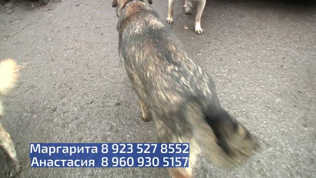 Хочу домой: Лиза