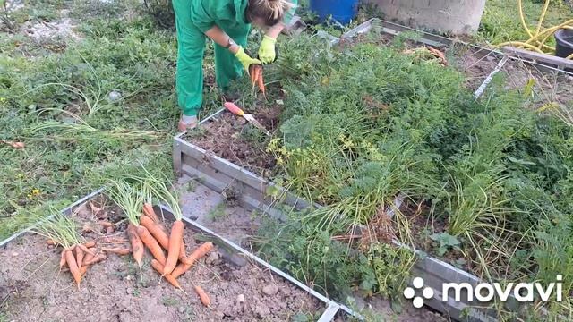 Опять морковь 30.09