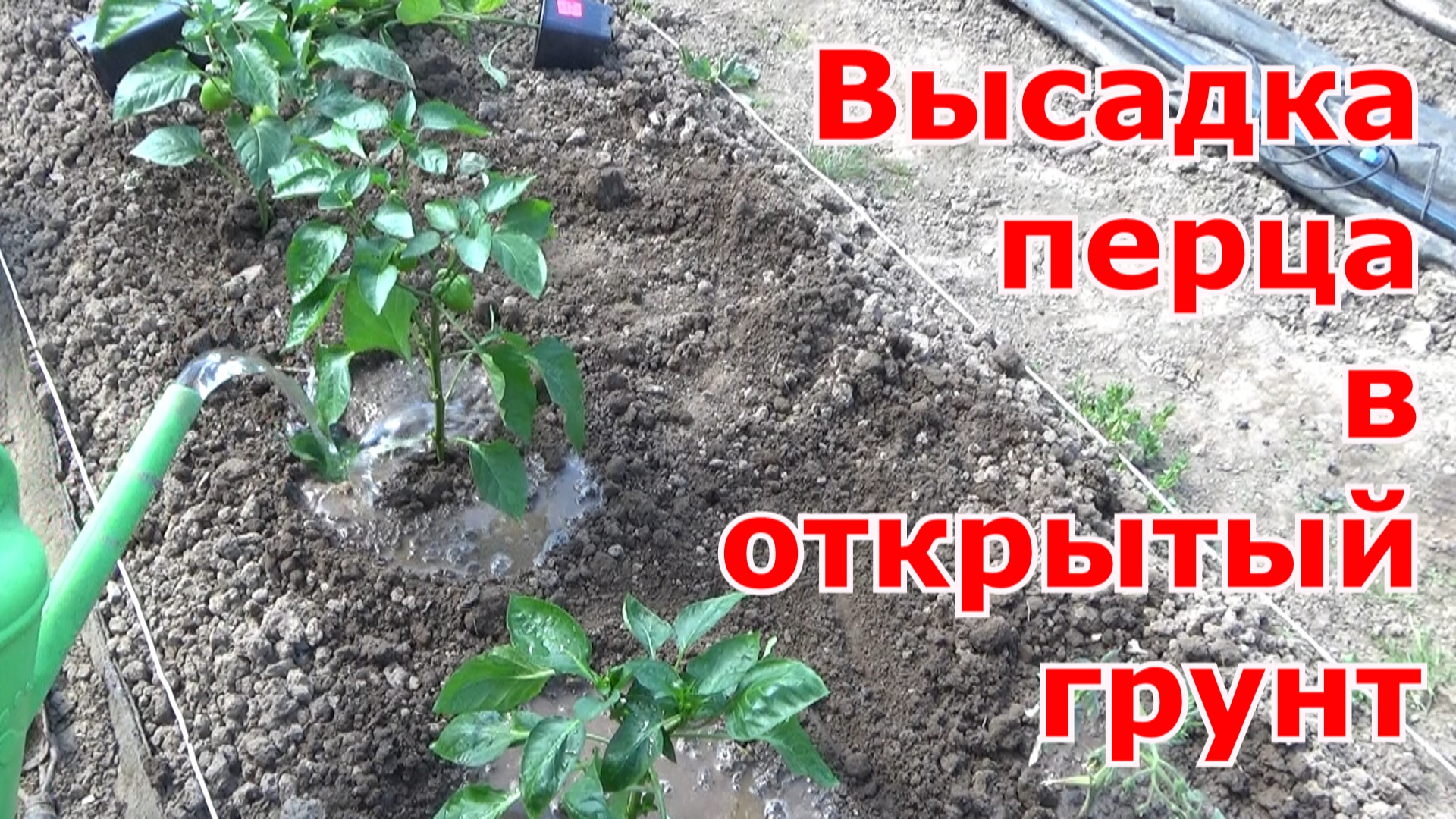 Высадка сладкого перца в открытый грунт в Подмосковье.