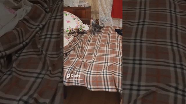 Детское время #игры #кошки #котята