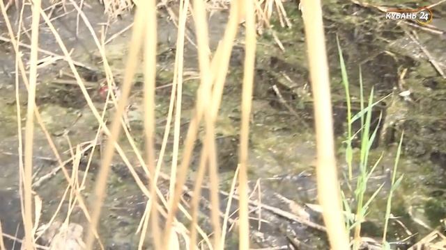 Стоки молочного завода топят дворы в Кропоткине _ «Горячая линия»