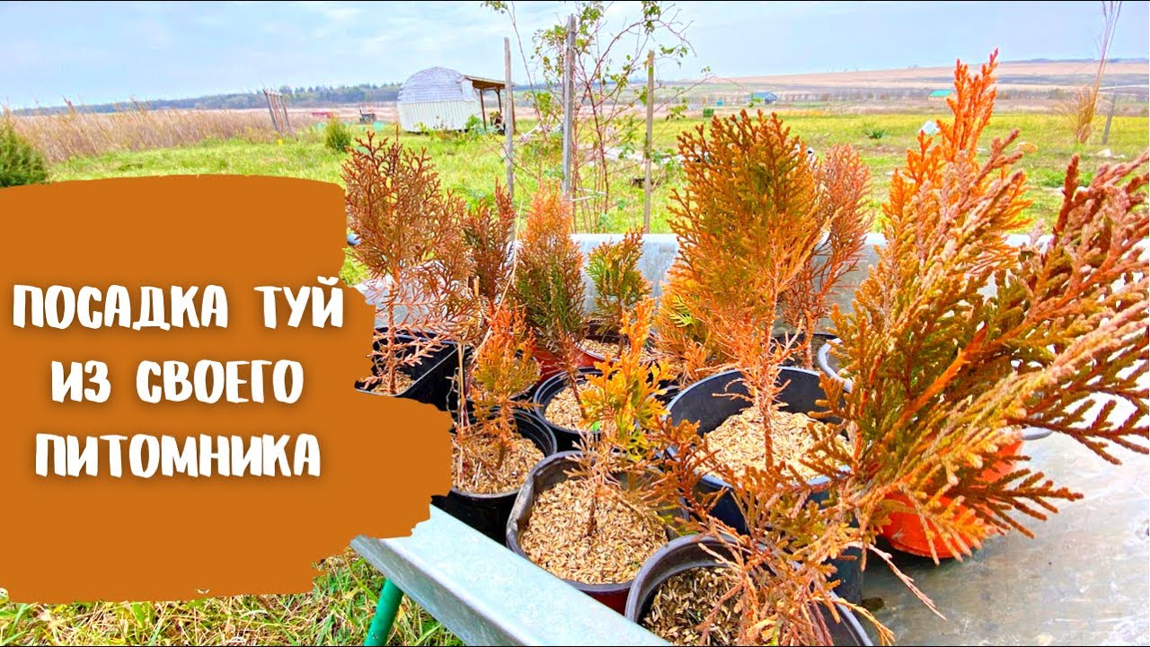 Посадка на гектаре подросших сеянцев туй