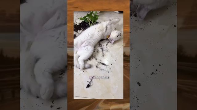ПРИКОЛЫ С КОТАМИ / Я не кот - я СОВА #юмор #приколы #смех #котики