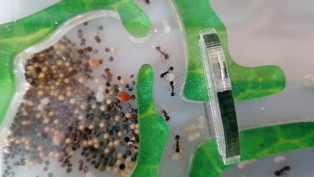 Я - исследователь. Формикарий - муравейник дома. Серия наблюдений