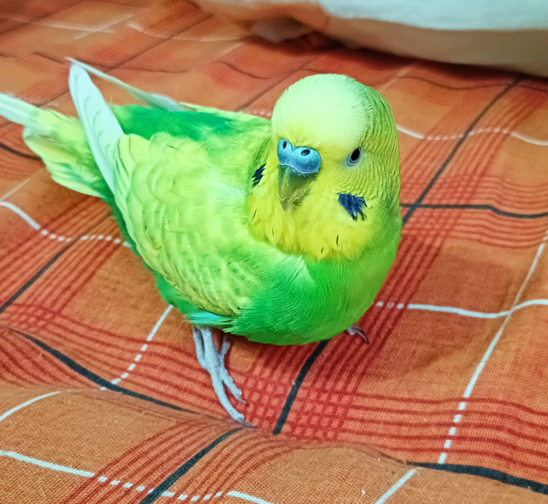 Попугайчик Тошечка. Клип.🦜