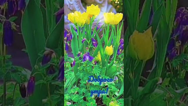 Доброго утра