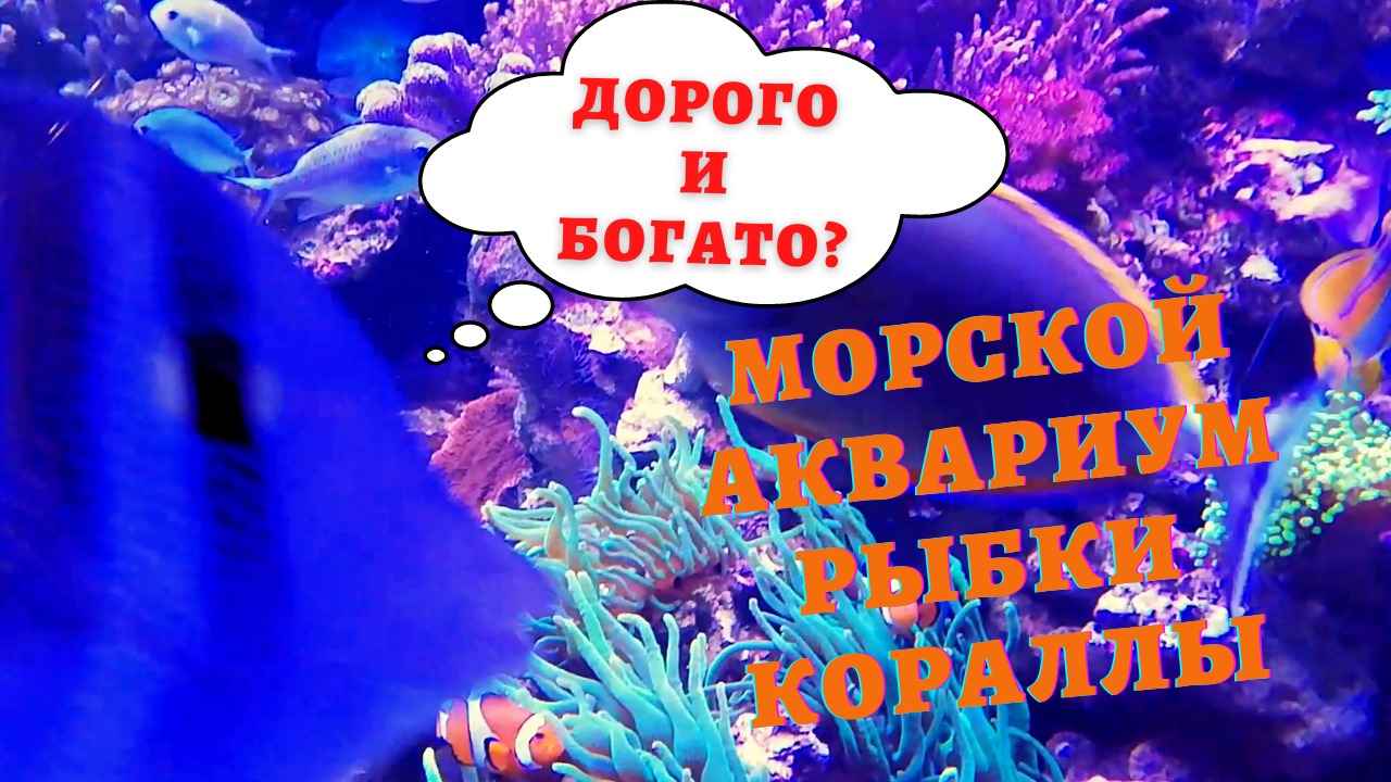 МОРСКОЙ АКВАРИУМ. КОРАЛЛЫ. МОРСКИЕ РЫБКИ