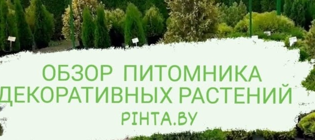 Обзор питомника декоративных растений Pihta.by. Ассортимент растений.Гомельская обл., аг. Красное.
