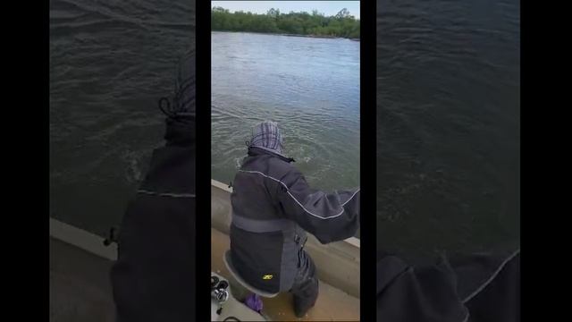 Ловля чавычи на воблер 80 мм (13 гр) от Mr. Musurok