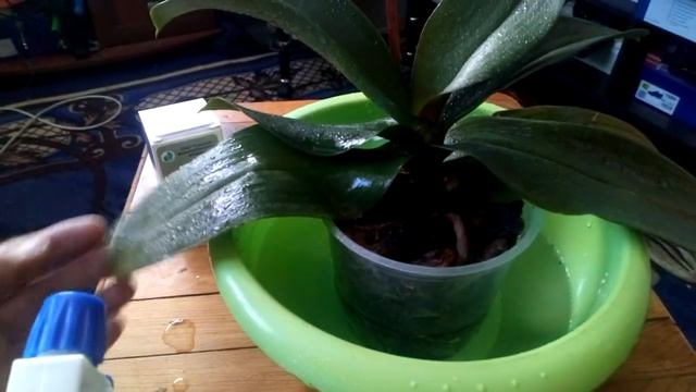 Энергетический пинок для орхидей.