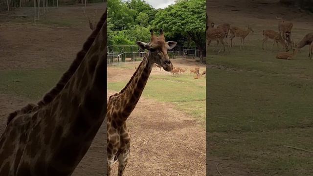 Зоопарк в Пномпене