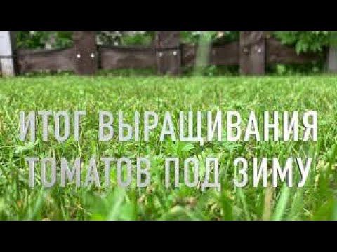 итог высаживания томатов под зиму