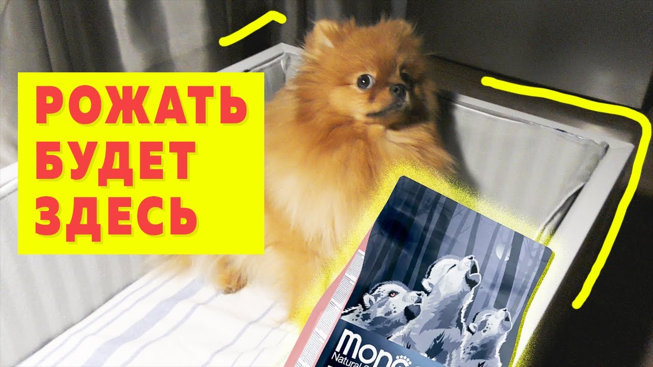 Корм для беременной собаки. Скоро шпиц Бэлла ощенится. Коробка для щенков. Готовимся к родам собаки