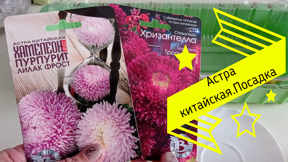 Астра китайская посадка.#астракитайская#хризантелла#астракитайскаяпосадка#астраизсемян#астравыращива
