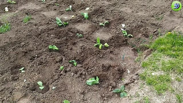 Высадка рассады табака в открытый грунт.