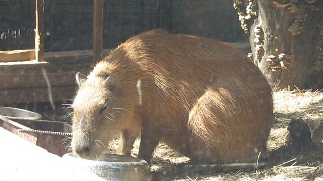 Капибара в Геленджике