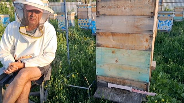 Начался главный медосбор. Работа семьи объединённой из двух слабых. Много пчёл бакфаст, мало мё