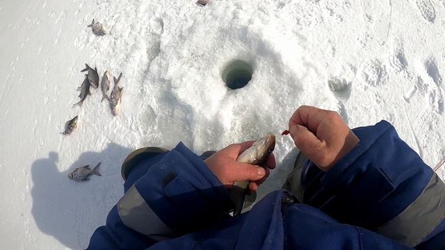 Лещ плотва окунь.Сегодня клюёт всё