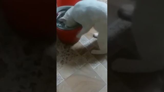 Залипательные ролики о котиках. Смотрим и залипаем?