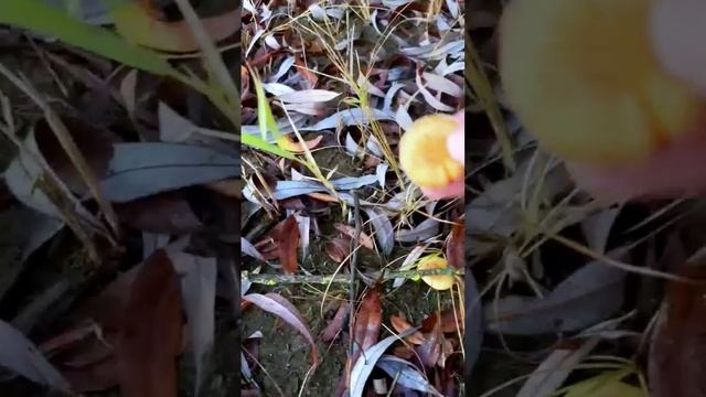 MovaviClips_Video_20211128-102715.mp4