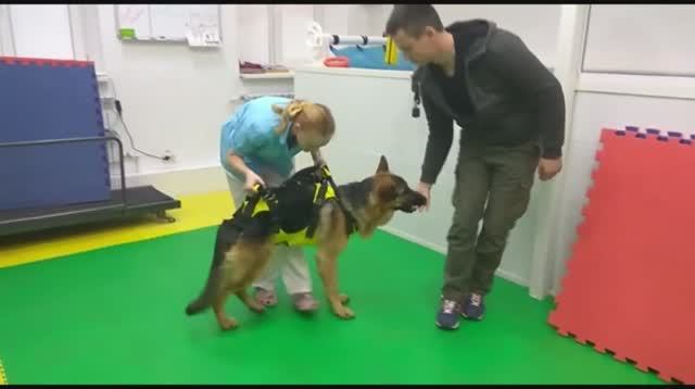 Реабилитация с использованием полной поддержки для собак