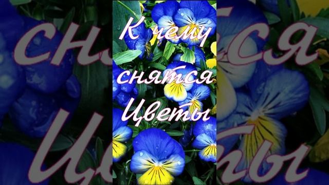 К чему снятся Цветы #shorts