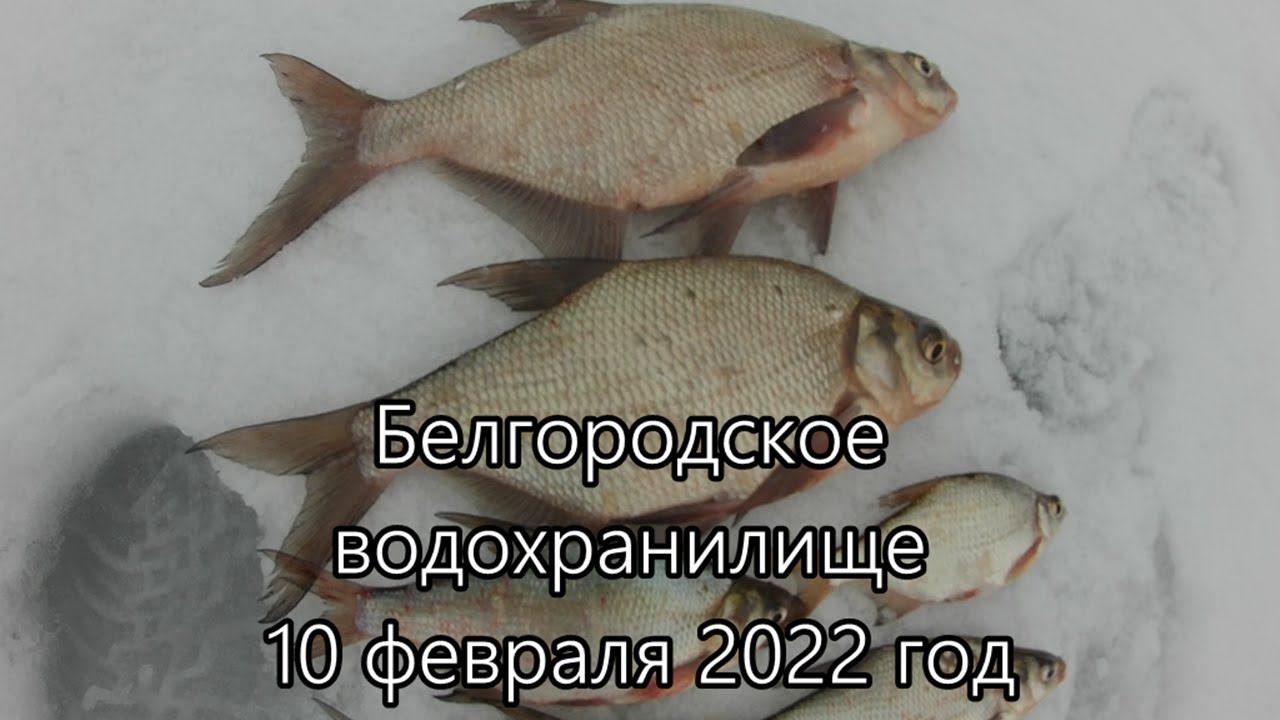Рыбалка Белгородское водохранилище 10 февраля 2022 год