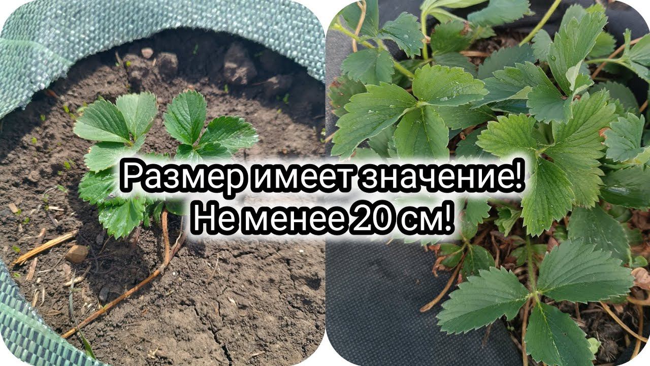 Размер имеет значение! Не менее 20 см!