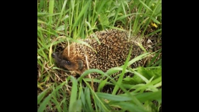 Стихи о жизни. Встреча с ёжиком. Татьяна Логиновская