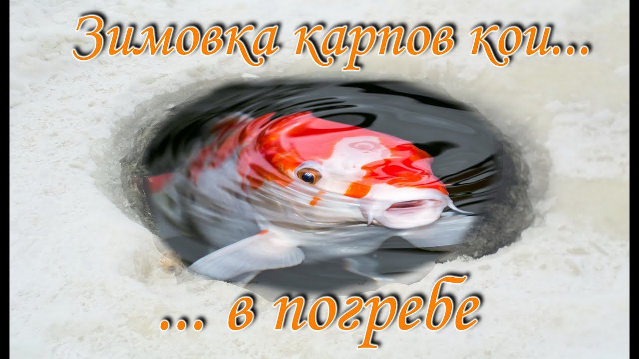 Зимовка карпов кои в погребе на даче.