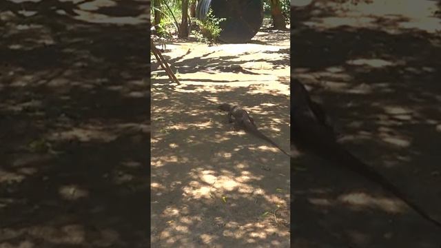 Шри-Ланка 🇱🇰 Тангалла🏖️