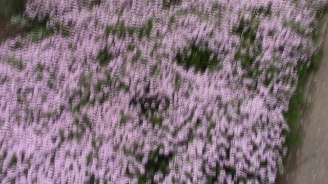 Самый полезный газон.