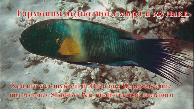 44. Хейлин губан метлохвостый Он и она Перерождение под музыку Shadows Бледный оттенок палевого