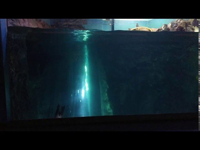 Сеул. Аквариум.(3)