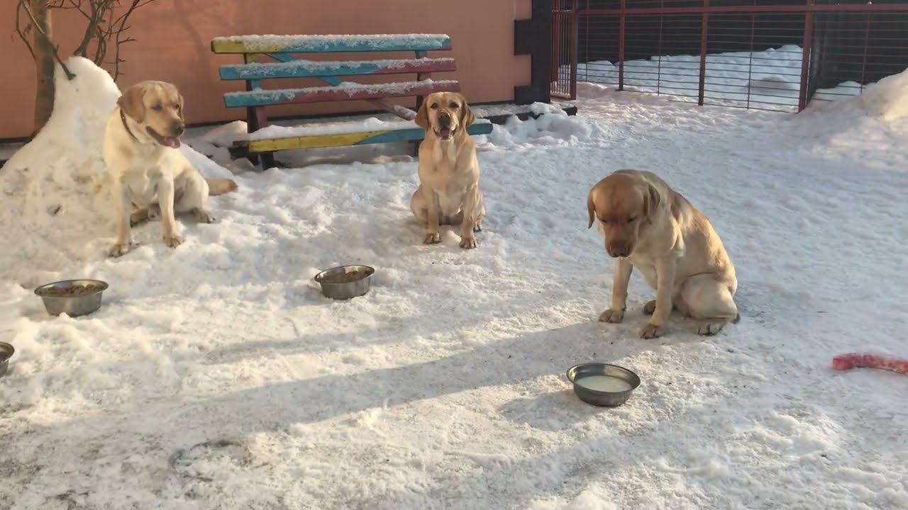 Лабрадоры SHATSKIKH’S DOGS ..