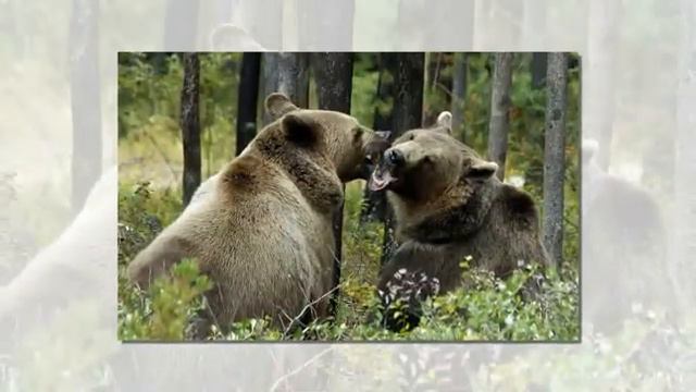 Гризли 2019 года