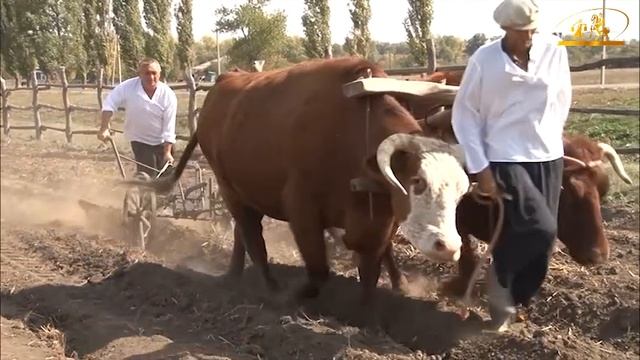 На Дону что ни хутор, то своя запевка...